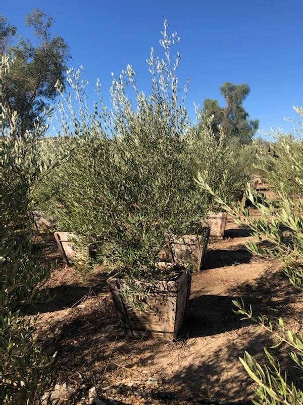 Buy Olea europaea 'Fruitless' (Multi) (Fruitless Olive) | Bidscape