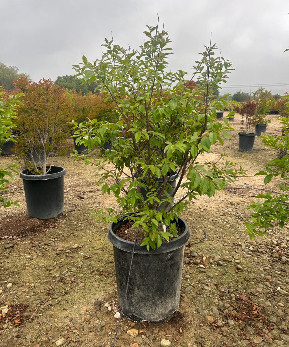 Buy Lagerstroemia indica 'Muskogee' (Multi) (Muskogee Crape Myrtle)