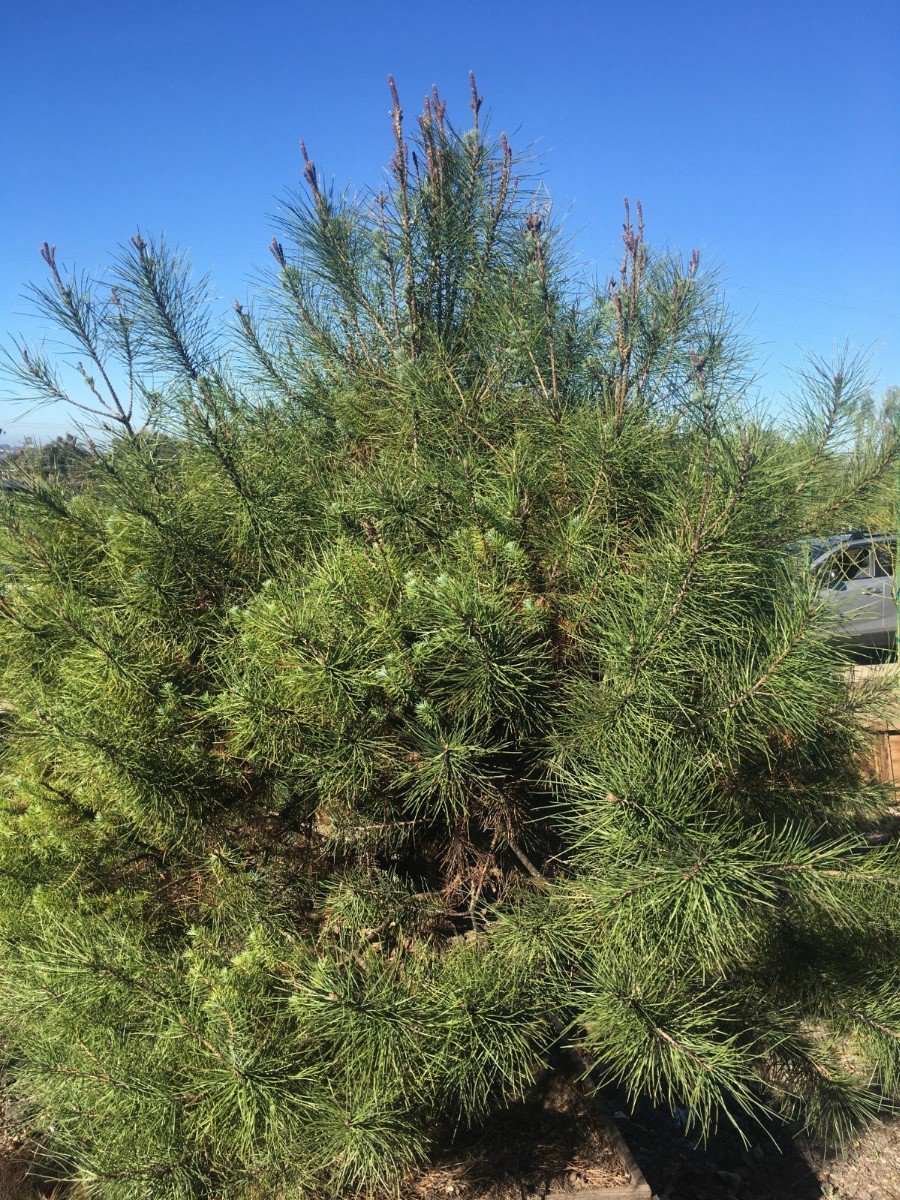 Buy Pinus pinea (Italian Stone Pine) | Bidscape