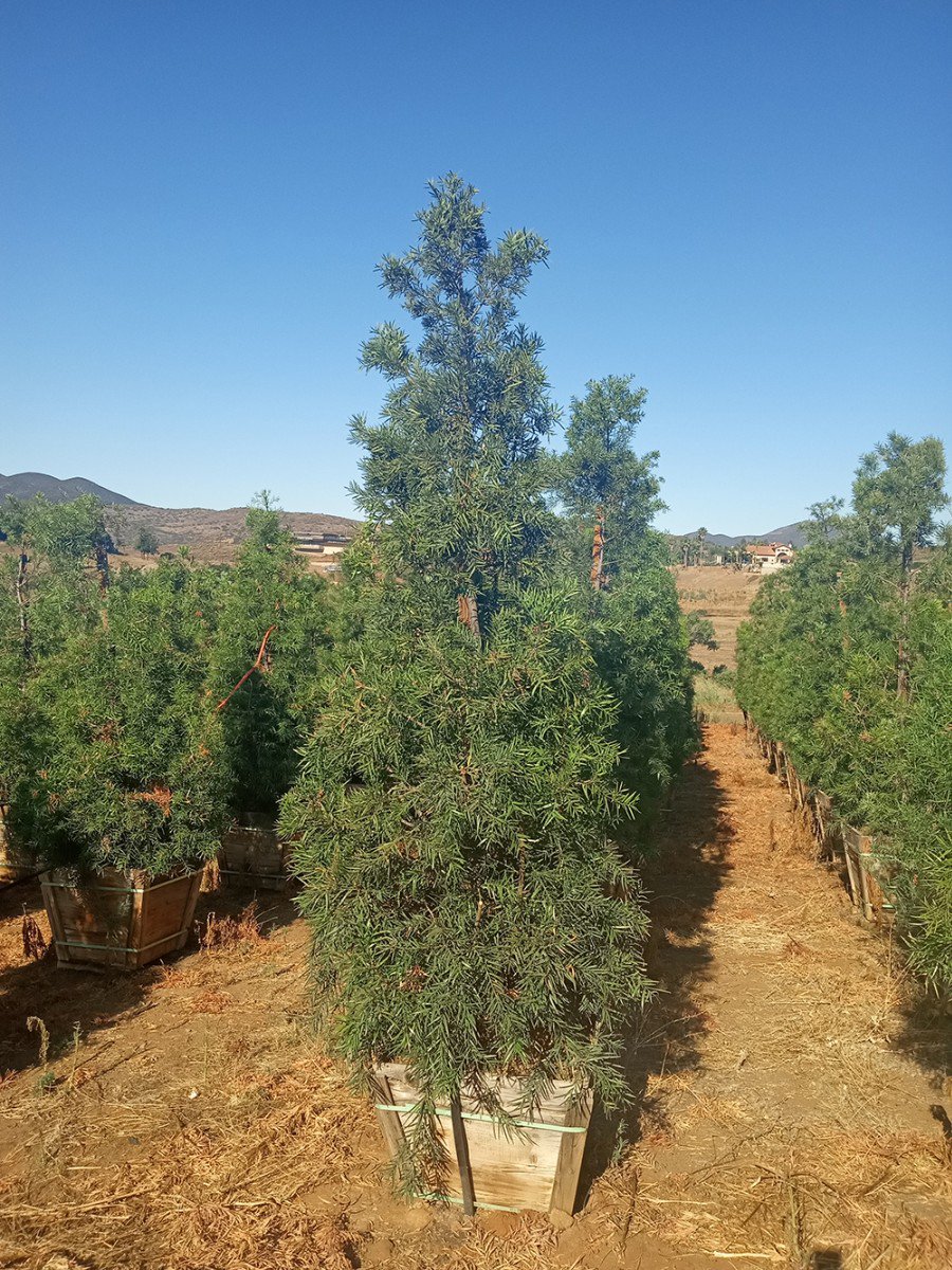 Buy Rosa 'Honeymoon' (Honeymoon Climbing Rose) | Bidscape