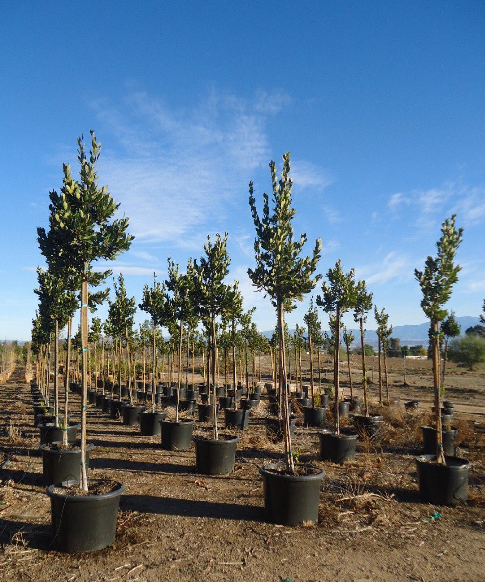 Buy Laurus nobilis 'Saratoga' (Standard) (Saratoga Bay Laurel)