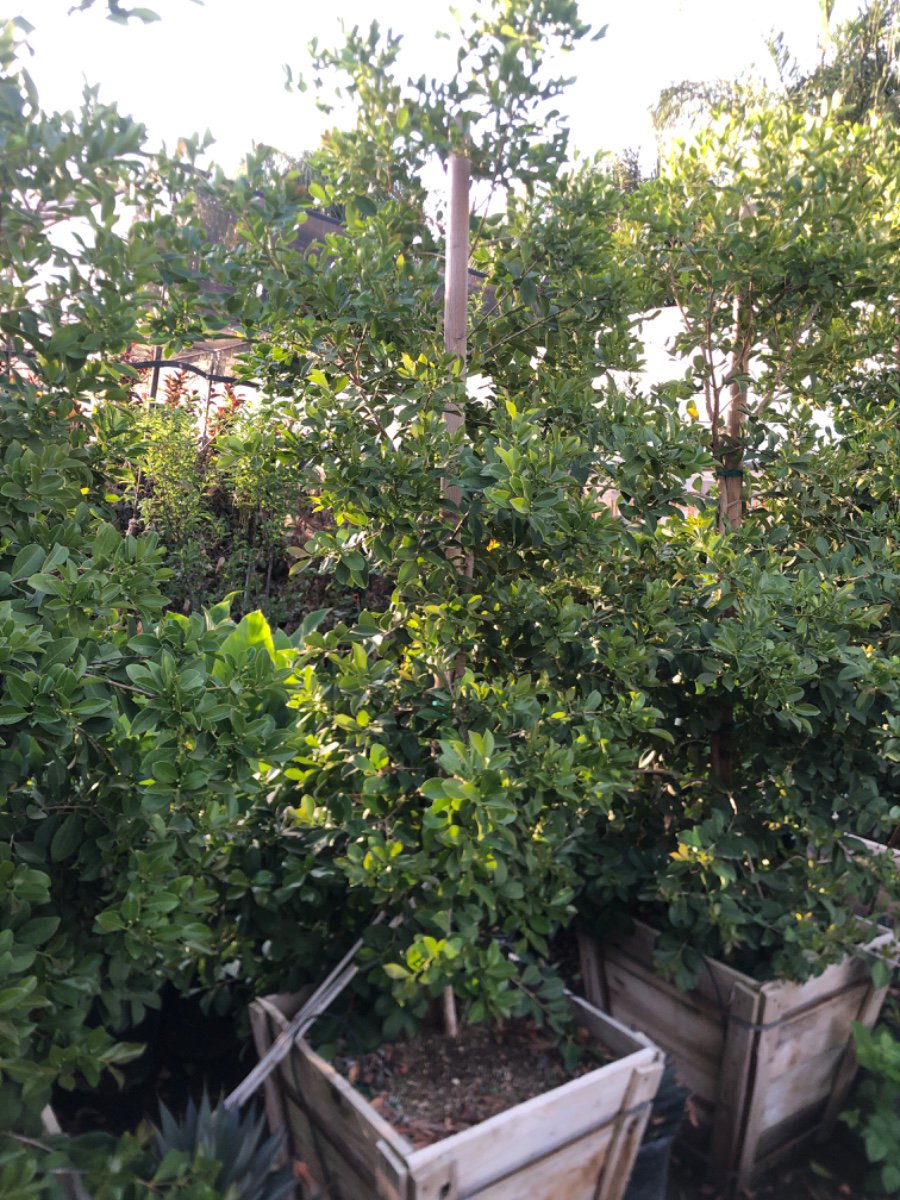 Buy Pyrus pyrifolia 'Shinseiki' (Shinseiki Asian Pear (New Century))