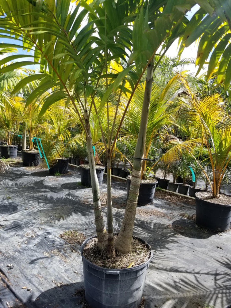 Buy Veitchia montgomeryana (Montgomery Palm) | Bidscape