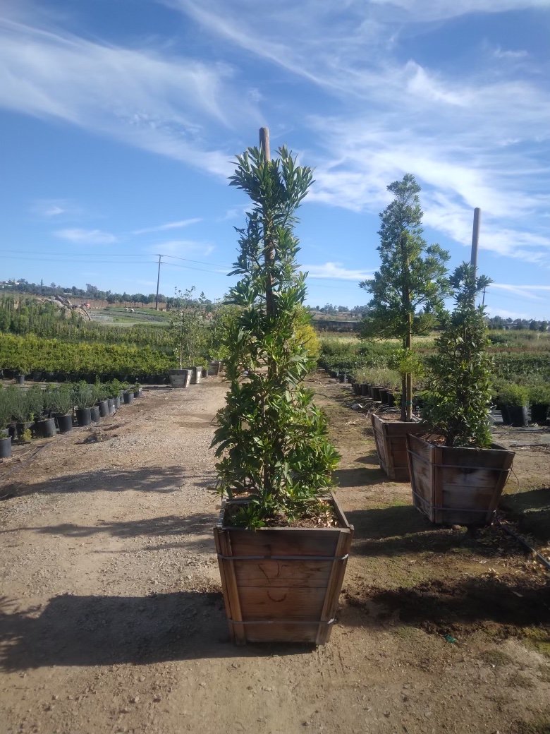 Buy Elaeocarpus decipiens (Column) (Japanese Blueberry Tree)