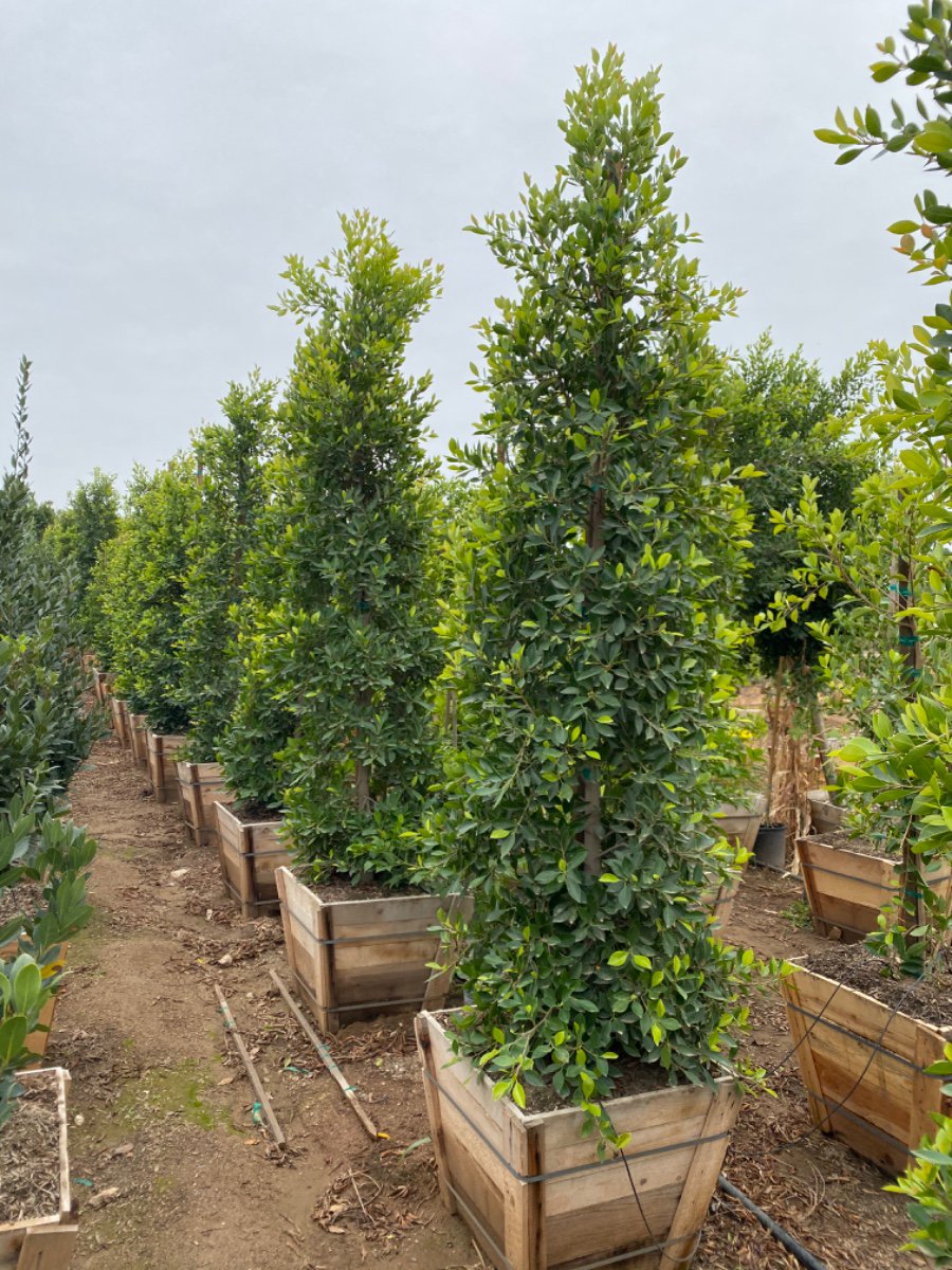 Buy Ficus microcarpa nitida (retusa) (Indian Laurel) | Bidscape