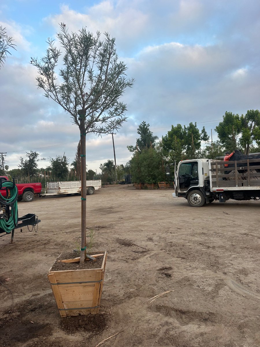 Buy Fraxinus greggii (Standard) (Little Leaf Ash, Gregg's ash)