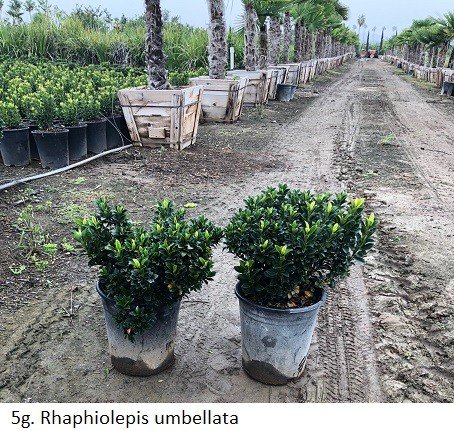 Buy Rhaphiolepis umbellata 'Minor' ('Gulf Green')