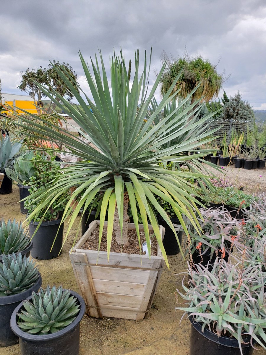 Buy Dracaena marginata (Madagascar Dragon Tree) | Bidscape