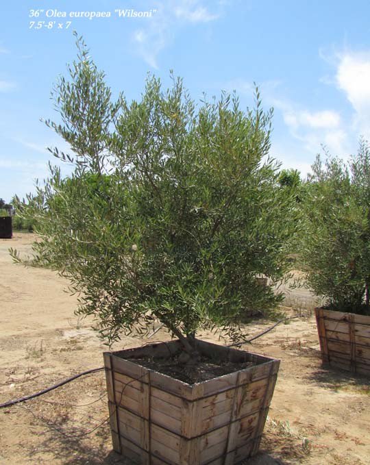 Buy Olea europaea 'Wilsonii' (Wilsonii Fruitless Olive) | Bidscape