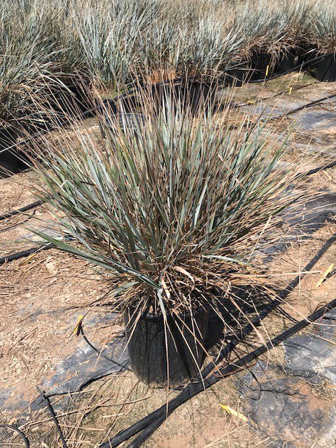 Buy Leymus condensatus (Wild Rye) | Bidscape