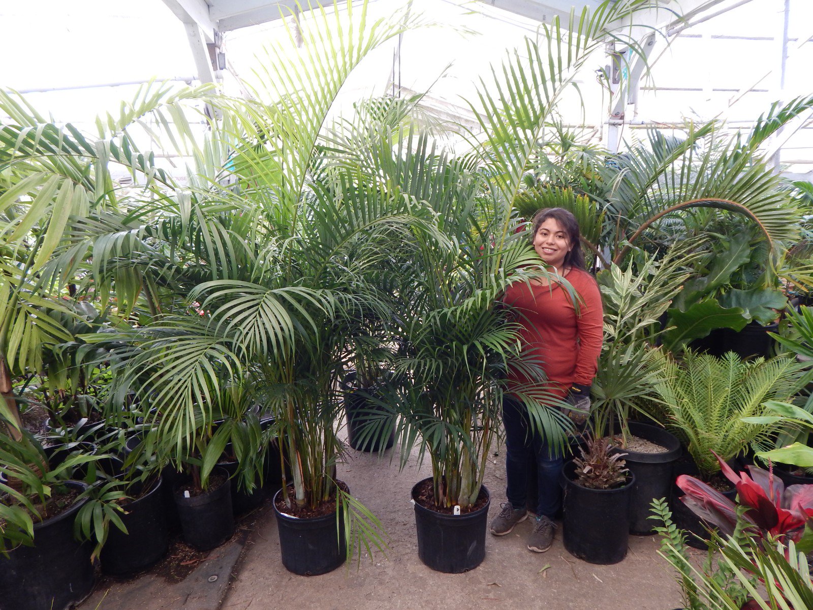 Buy Dypsis lutescens (Chrysalidocarpus lutescens) (Areca Palm)