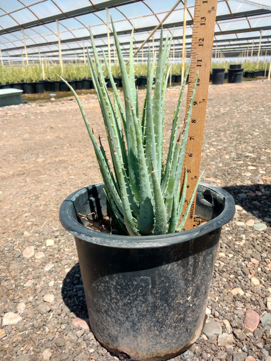 Buy Parkinsonia 'Desert Museum' (Multi) (Desert Museum Palo Verde)