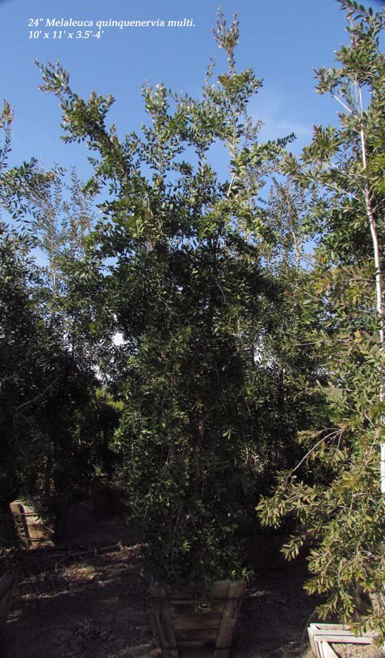 Buy Melaleuca quinquenervia (Cajeput Tree, Paperbark Tree) | Bidscape