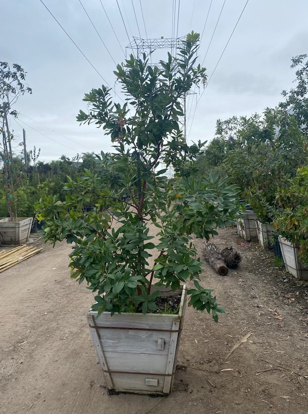 Buy Arbutus 'Marina' (Marina Strawberry Tree) | Bidscape