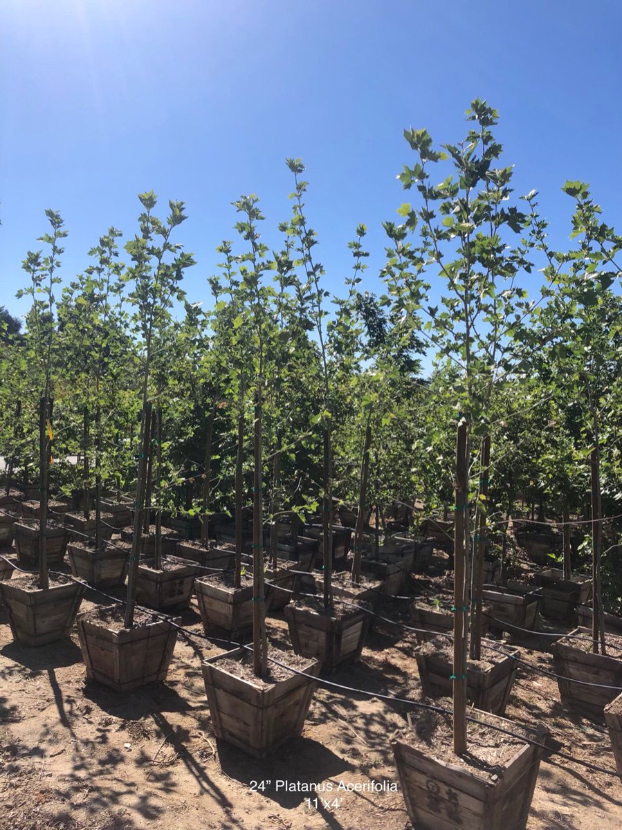 Buy Platanus × acerifolia (London Plane Tree) | Bidscape