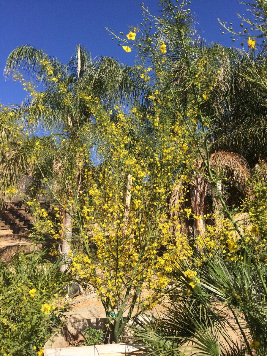 Buy Cercidium x 'Desert Museum' (Desert Museum Palo Verde) | Bidscape