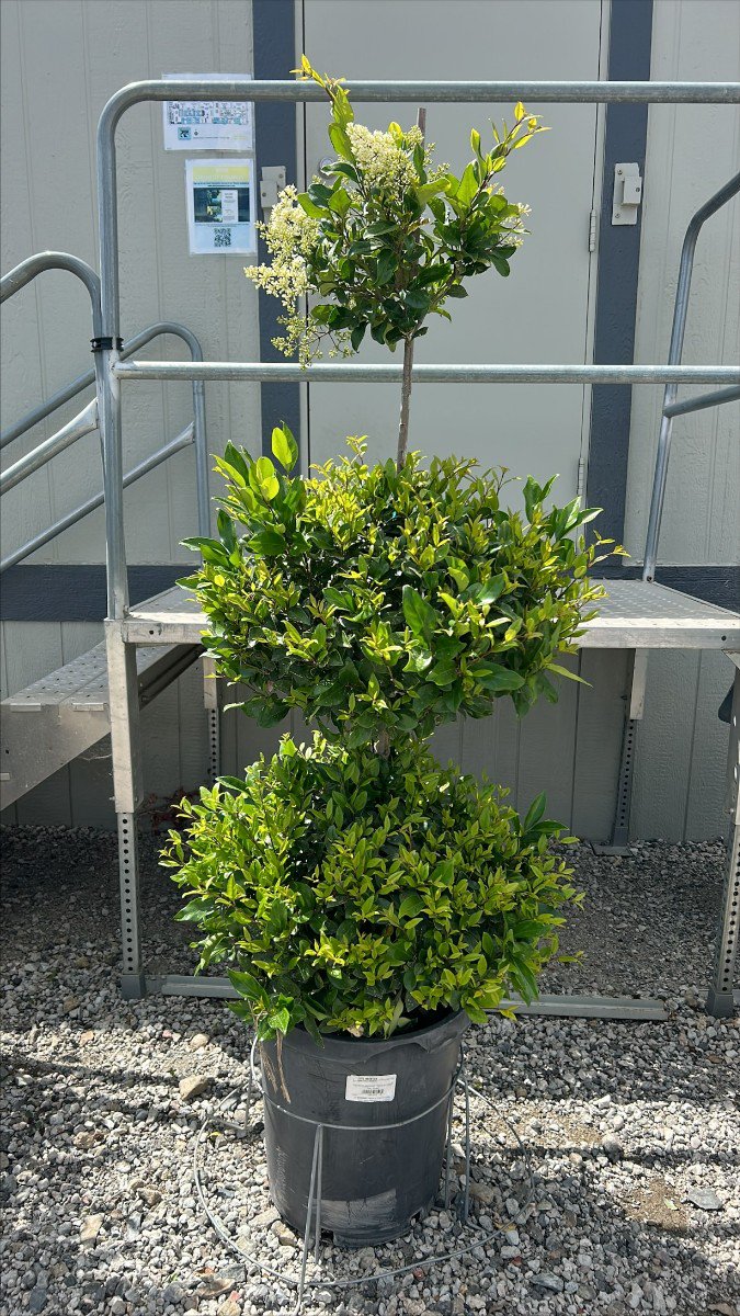 Buy Ligustrum japonicum (3 Tier Topiary) (Ligustrum Topiary)