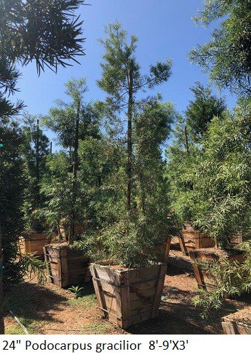 Buy Podocarpus gracilior (low branching column) (Fern Podocarpus)