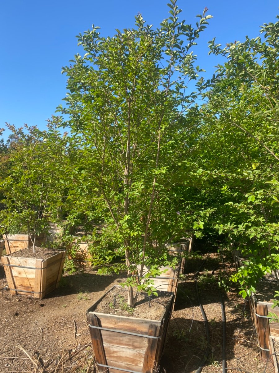 Buy Lagerstroemia indica 'Muskogee' (Multi) (Muskogee Crape Myrtle)