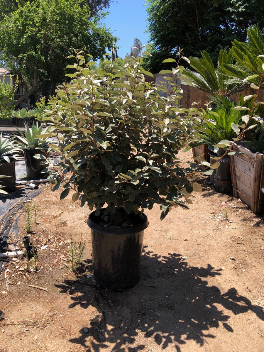 Buy Acacia cognata 'Mini Cog' (Mini cog river wattle) | Bidscape