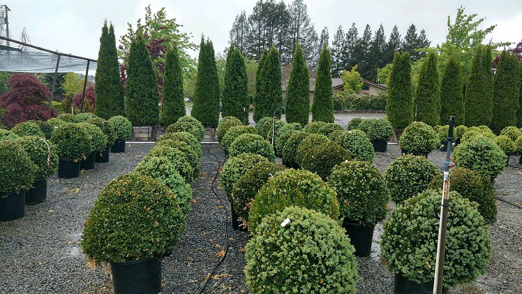 Buy Buxus microphylla japonica 'Green Beauty' (Globe Topiary)