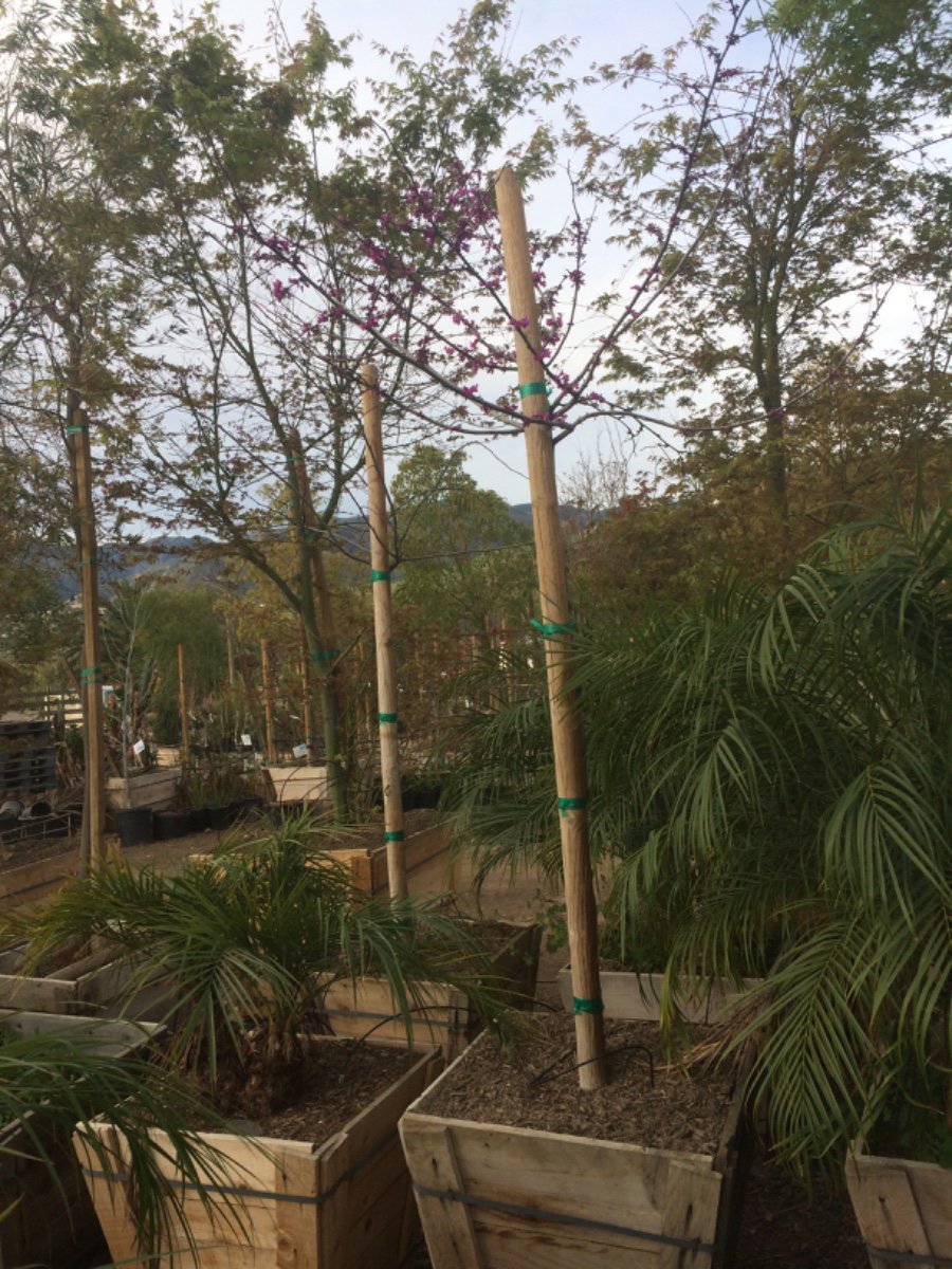 Browse Trees online | Bidscape