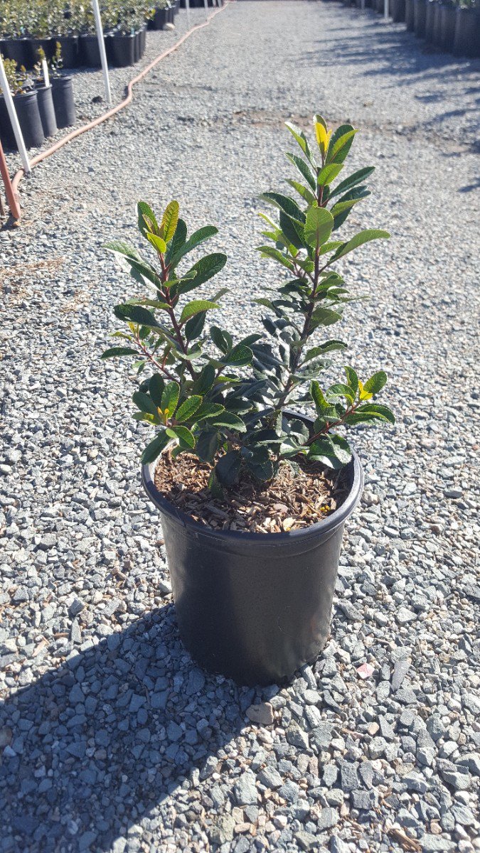 Buy Heteromeles arbutifolia (Standard) (Toyon) | Bidscape