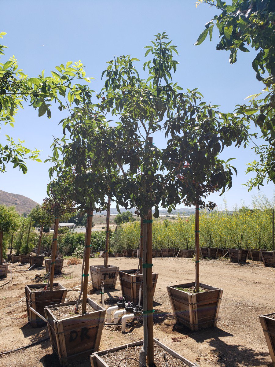 Buy Fraxinus velutina 'Rio Grande' (Standard) (Fan-Tex Ash)
