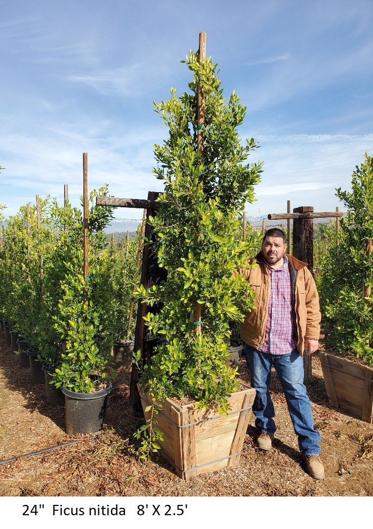 Buy Ficus microcarpa nitida (retusa) (Indian Laurel) | Bidscape