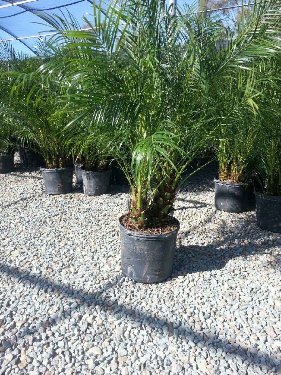 Buy Phoenix roebelenii (Multi) (Pygmy Date Palm) | Bidscape