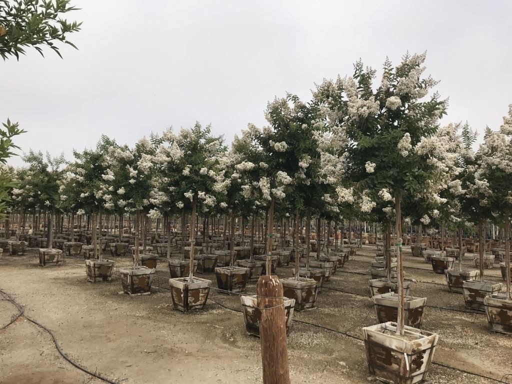 Buy Lagerstroemia indica x fauriei 'Natchez' (Standard)