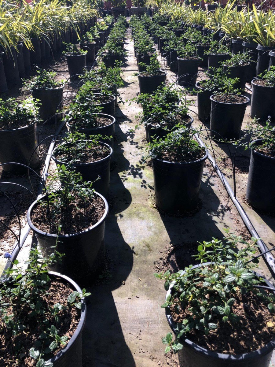 Buy Ceanothus griseus horizontalis 'Yankee Point'