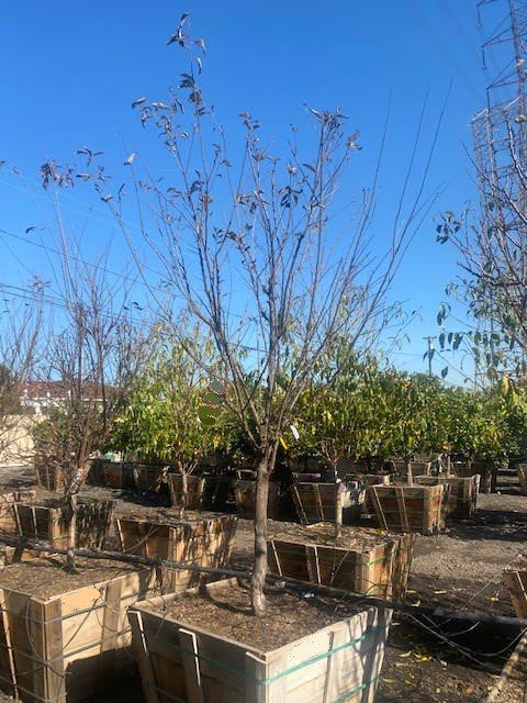 Buy Pyrus pyrifolia 'Shinseiki' (Shinseiki Asian Pear (New Century))