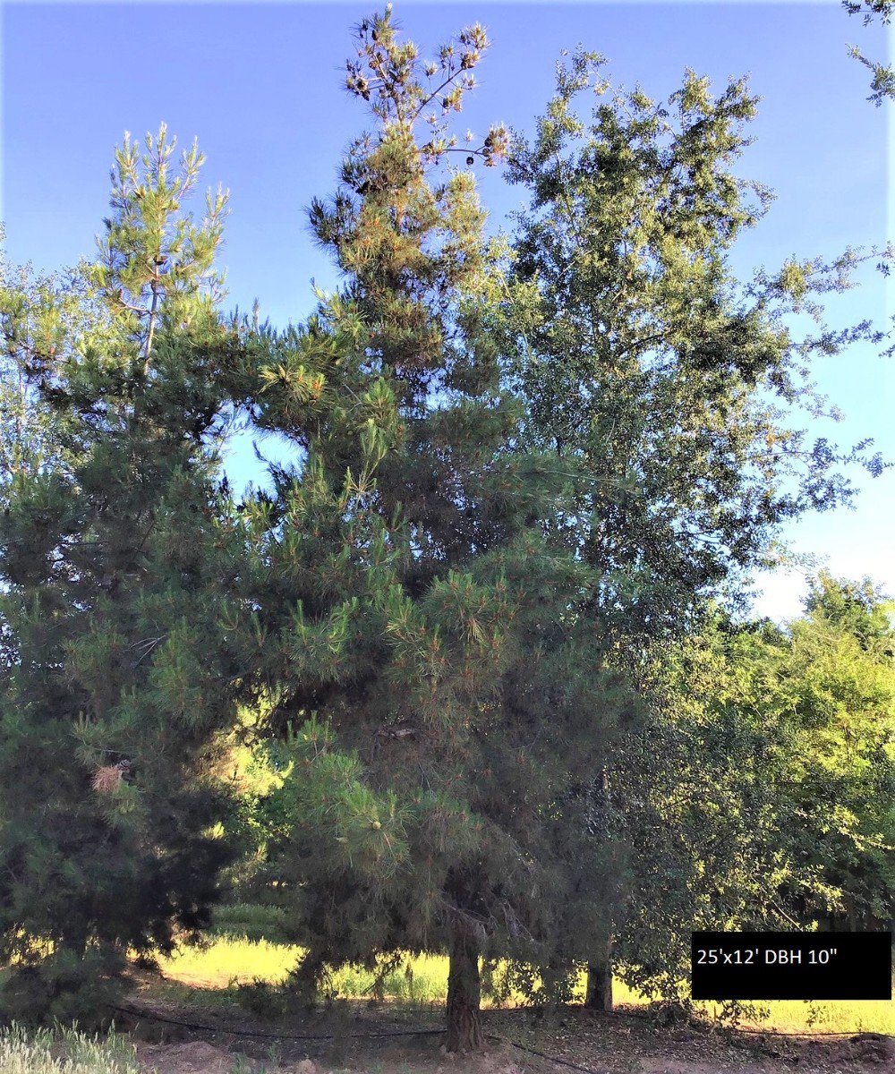 Buy Ficus spp. (Standard) (Ficus) | Bidscape