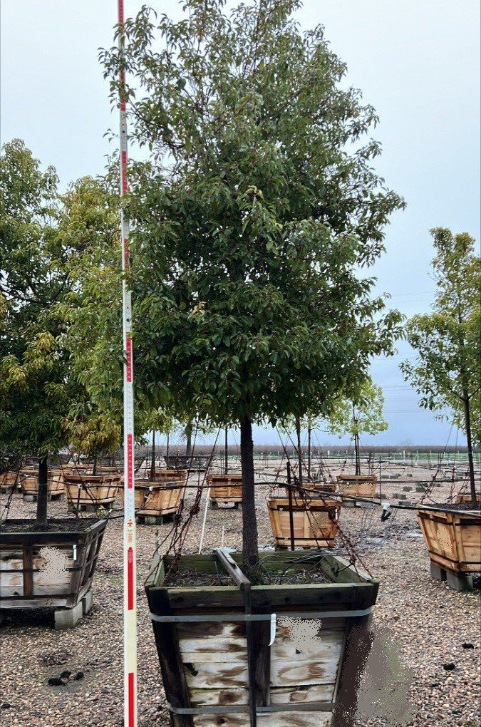 Buy Lagerstroemia indica 'Biloxi' (Standard) (Biloxi Crape Myrtle)