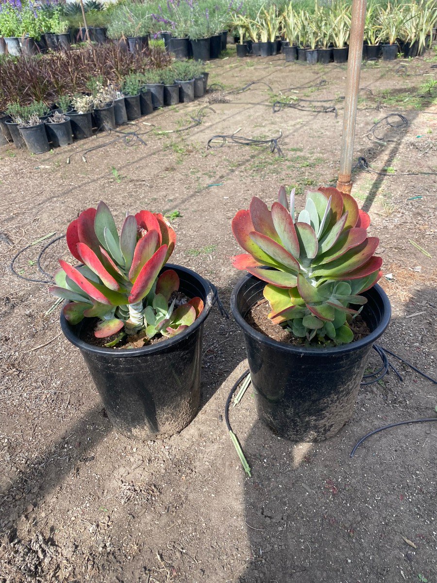 Buy Sedum japonicum 'Tokyo Sun' (Tokyo Sun Stonecrop) | Bidscape