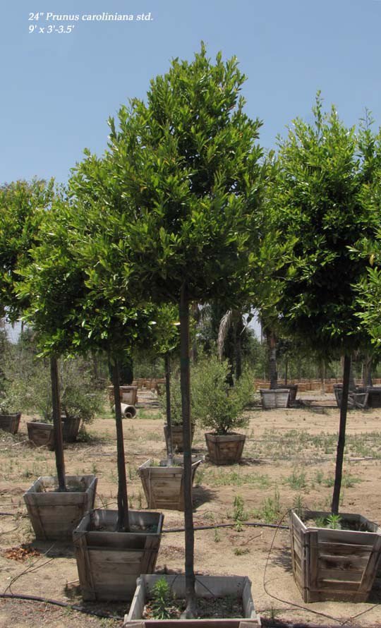 Buy Prunus caroliniana (Standard) (Cherry Laurel Tree) | Bidscape