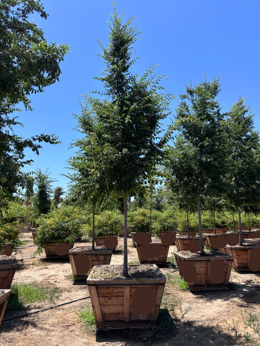 Buy Cotinus coggygria 'Royal Purple' (Multi)