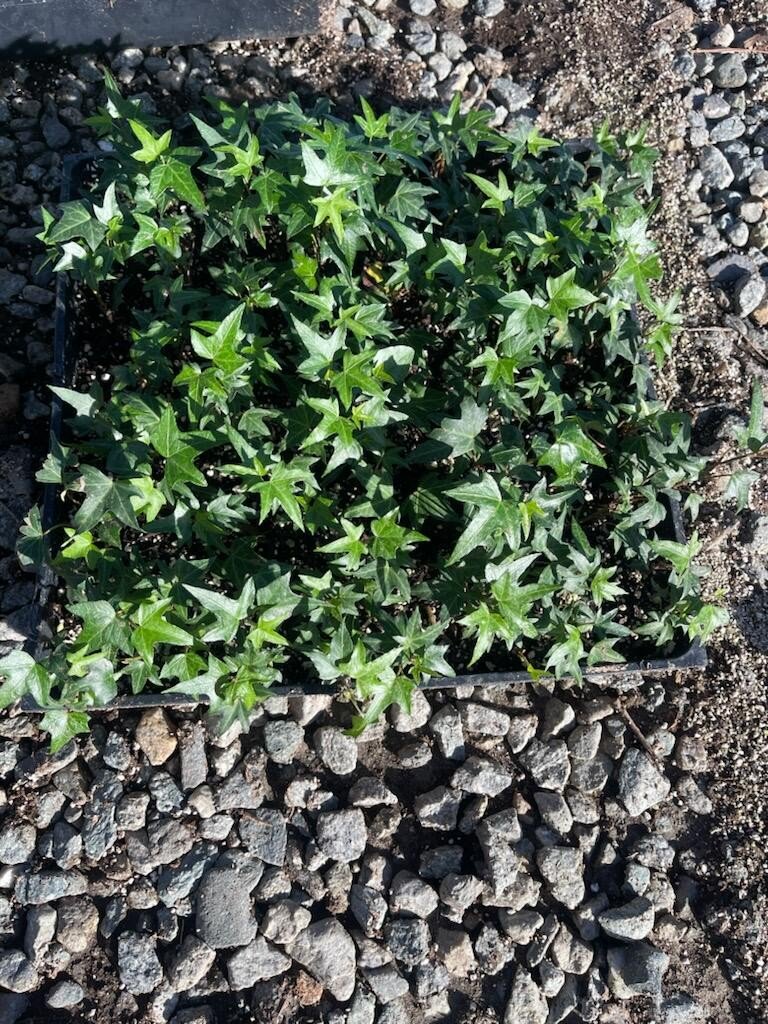 Buy Hedera helix 'Needlepoint' (English Ivy) | Bidscape