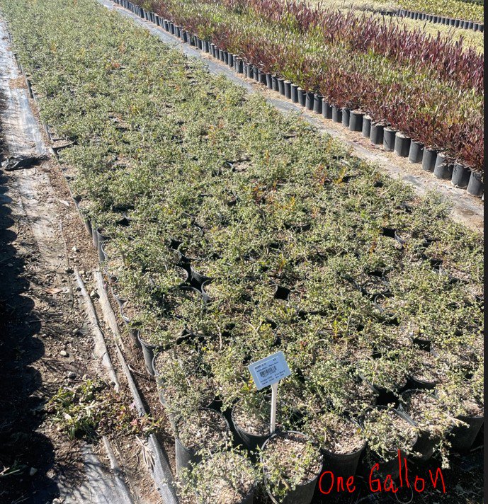 Buy Lomandra longifolia 'Variegata' (Variegated Mat Rush) | Bidscape