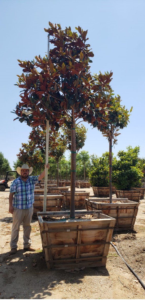 Buy Lagerstroemia indica 'Twilight Purple' (Standard)