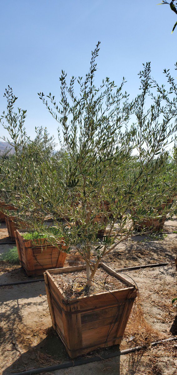 Buy Olea europaea 'Fruitless' (Fruitless Olive) | Bidscape