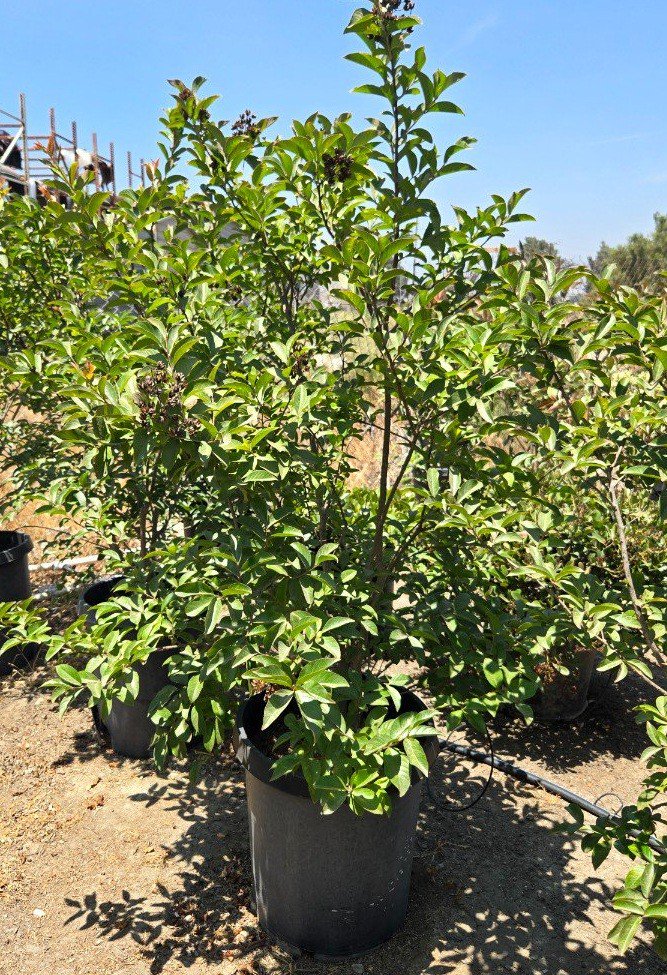 Buy Lagerstroemia indica 'Muskogee' (Multi) (Muskogee Crape Myrtle)