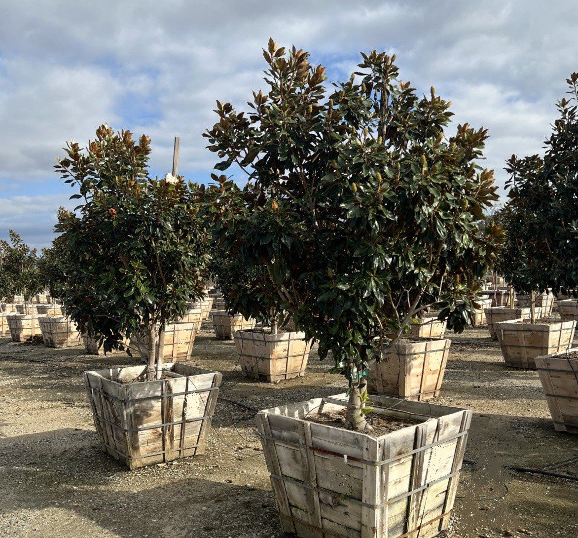 Buy Magnolia grandiflora 'Little Gem' (Low Branching)