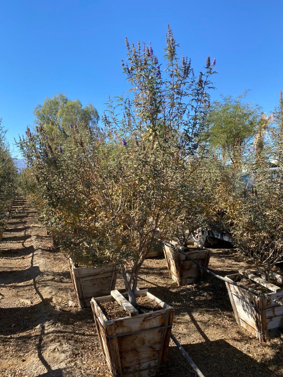 Buy Vitex agnus-castus (Multi) (Chaste Tree) | Bidscape