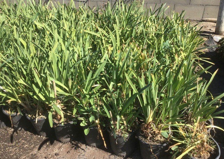 Buy Agapanthus africanus ‘Peter Pan White’