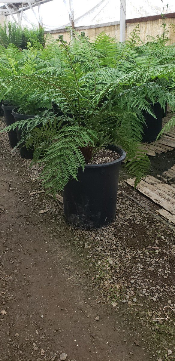 Buy Dicksonia antarctica (Tasmanian Tree Fern) | Bidscape