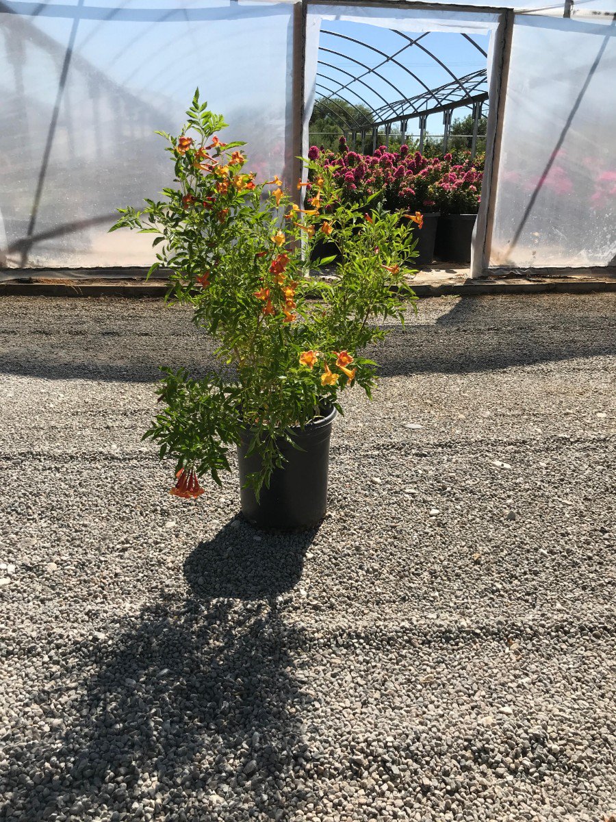 Buy Tecoma x Solar Flare (Solar Flare Esparanza) | Bidscape