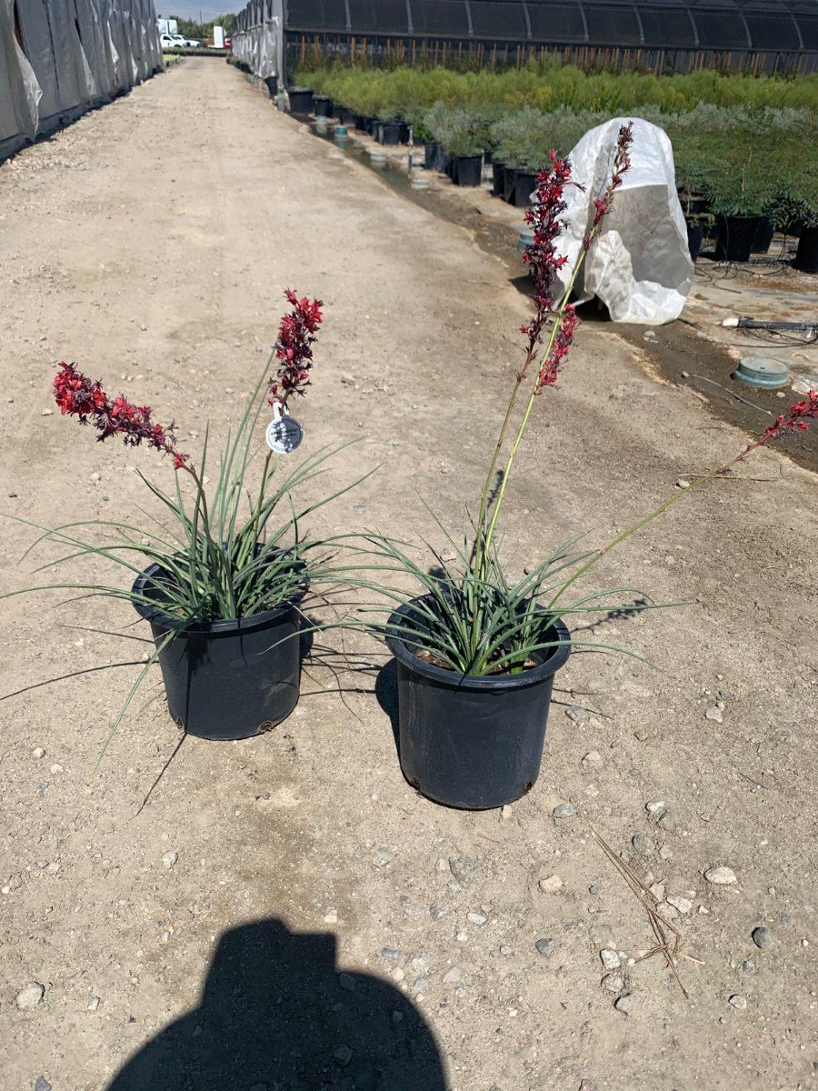 Buy Hesperaloe parviflora 'Perpa' (Brakelights Red Yucca) | Bidscape