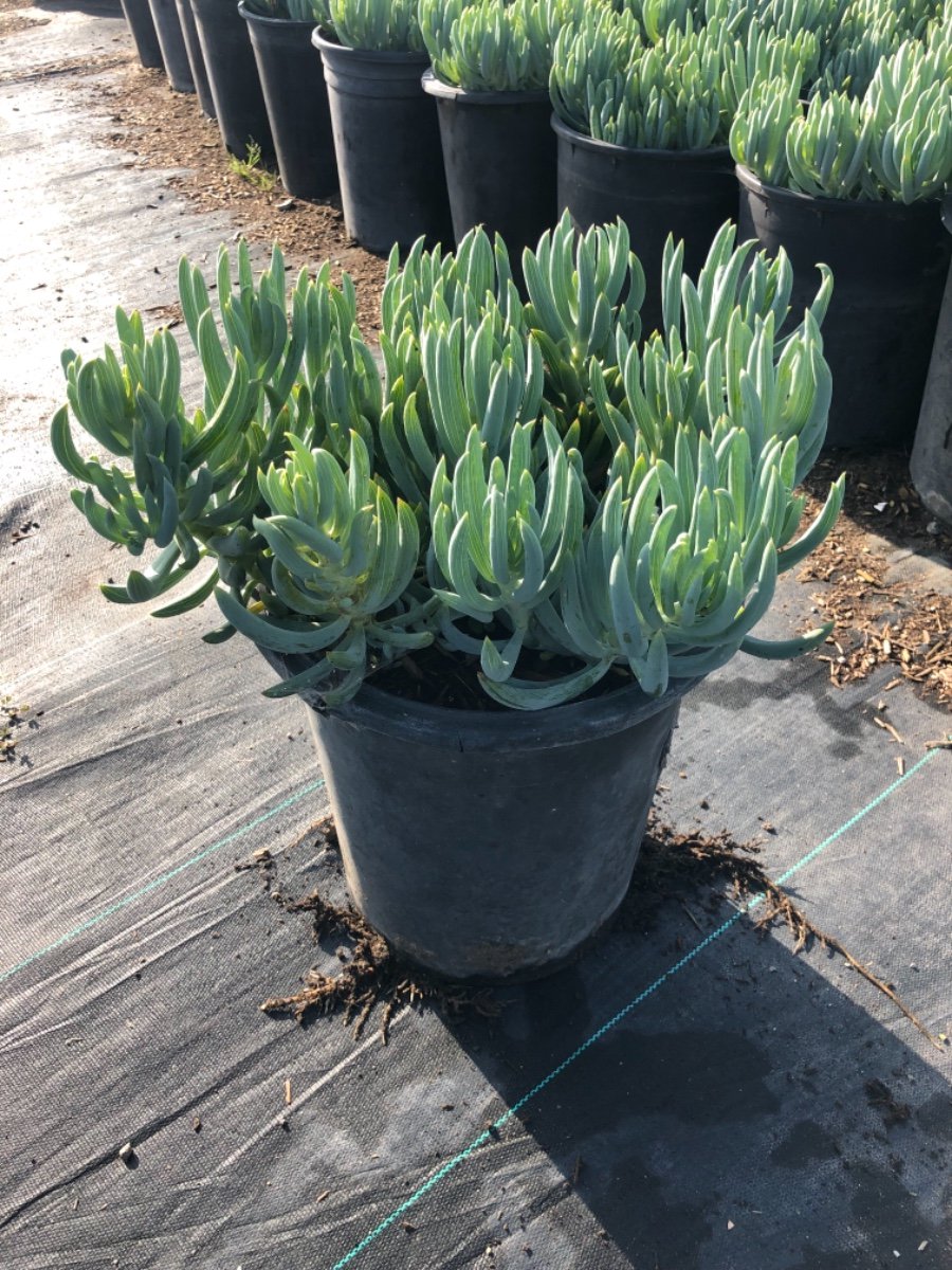 Buy Acer palmatum 'Atropurpureum' (Red-Leaf Japanese Maple)